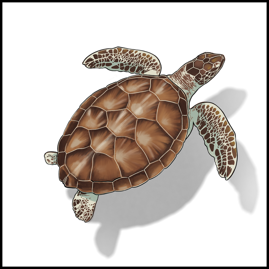 Sea Turtle Shadow – The Dude's Threads